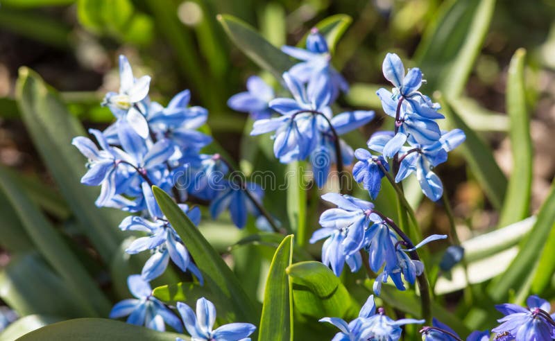 Blue spring flowers stock image. Image of beauty, blossom - 40051499