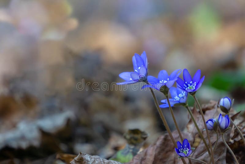 Blue Spring Flowers First Blooming Early Spring in North Countries ...