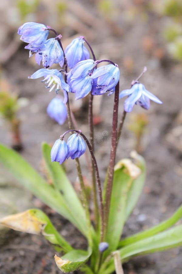 Blue spring flowers. stock photo. Image of spring, bloom - 90280462