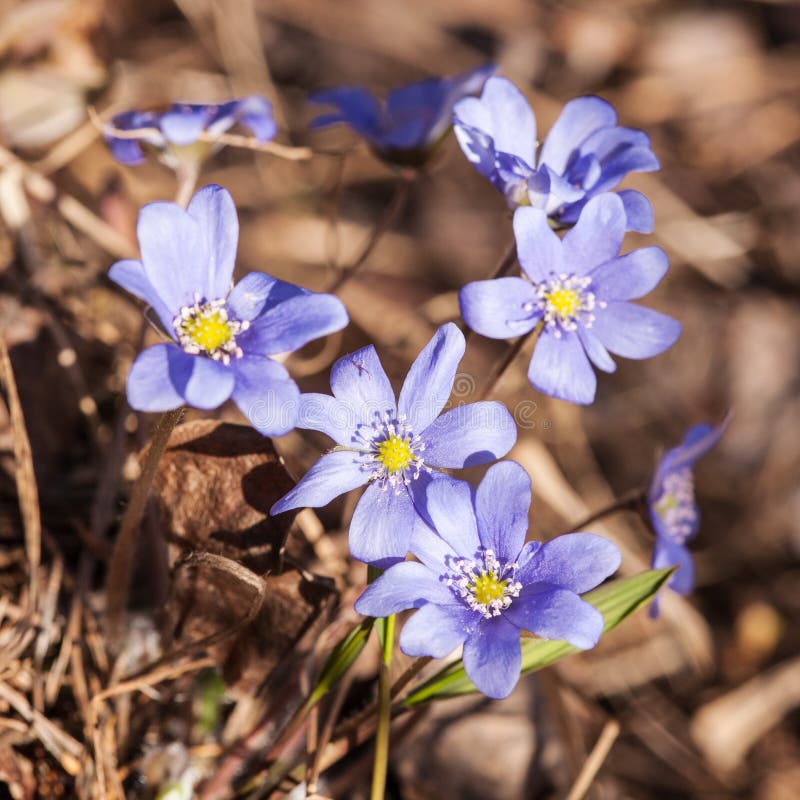 Blue spring flowers stock image. Image of outdoors, nature - 91435119