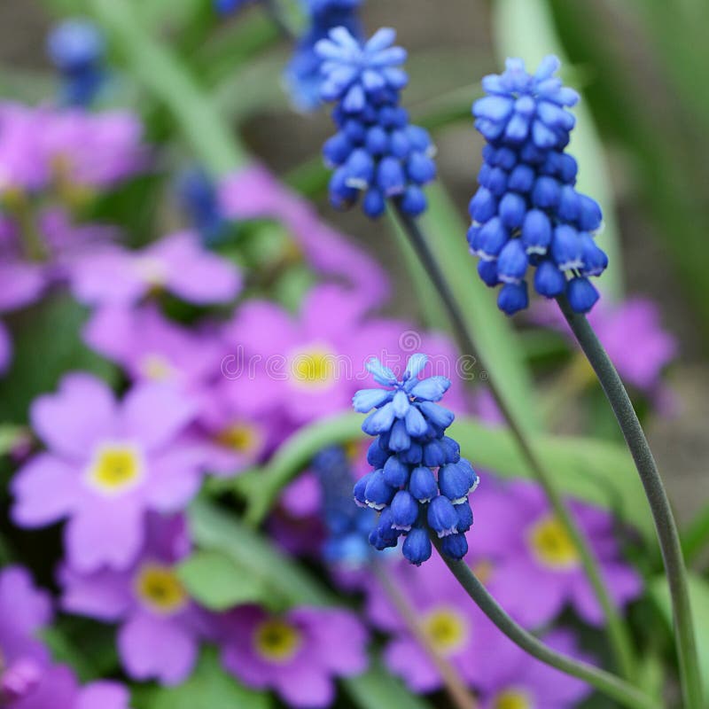 Blue Spring Flowers in the Garden Stock Image - Image of cornflower ...