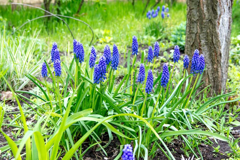 Blue spring flowers stock photo. Image of blossom, bloom - 92675346