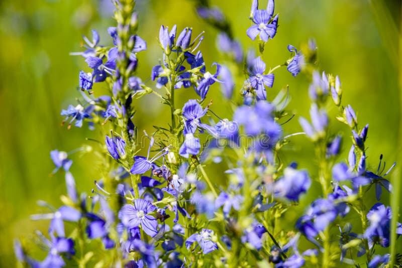 Blue Spring Flowers on Green Background Stock Image - Image of deep ...