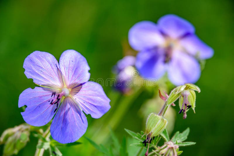 Blue Spring Flowers on Green Background Stock Image - Image of leaves ...