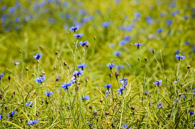 Blue Spring Flowers on Green Background Stock Photo - Image of blur ...