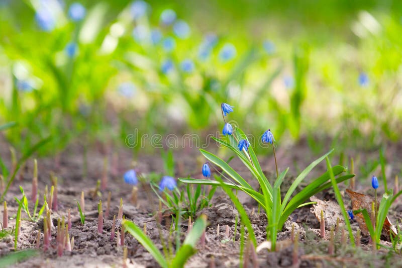 Blue Spring Flowers on a Green Lawn Stock Image - Image of bloom ...