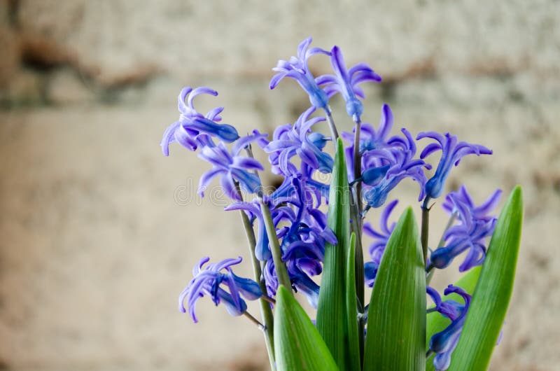Blue Spring Flowers On Windowsill Stock Image - Image of bright, floral ...