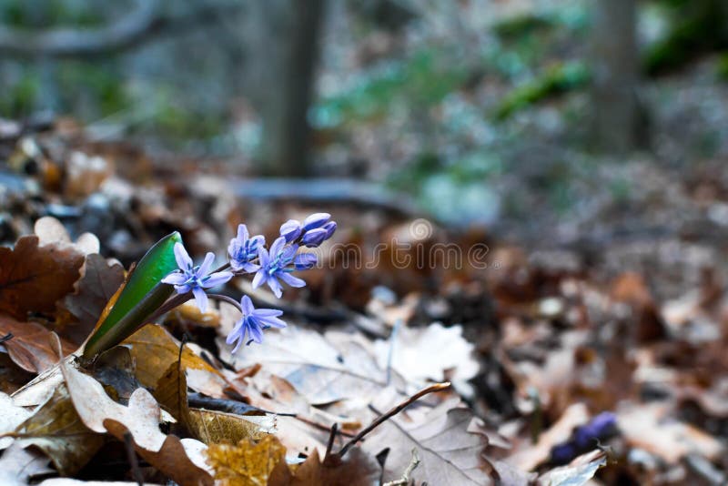 Blue forest flowers stock photo. Image of bright, plant - 153872546