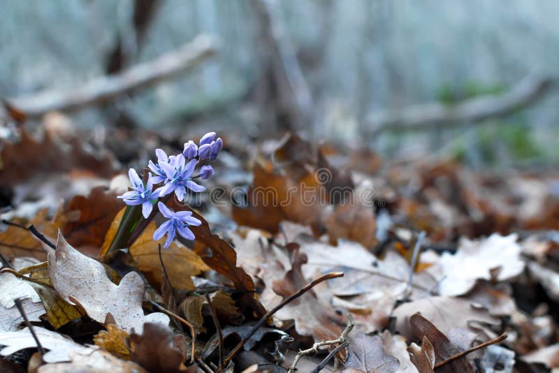 Blue forest flowers stock image. Image of purple, petal - 153872959