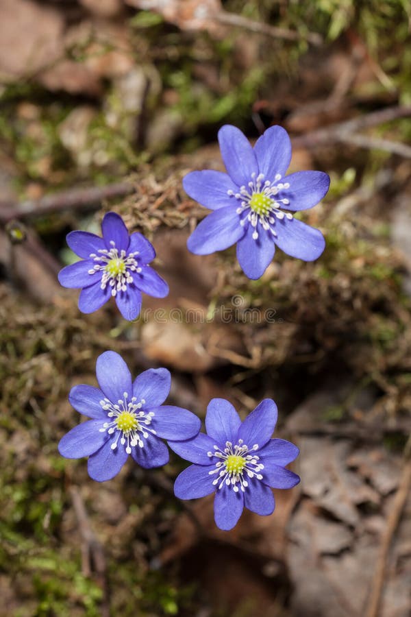 Blue spring flowers stock image. Image of color, growth - 39302341