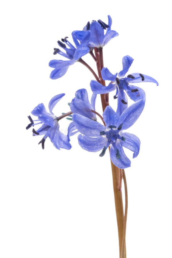 Blue Spring Flowers Isolated Stock Image - Image of plant, summer ...