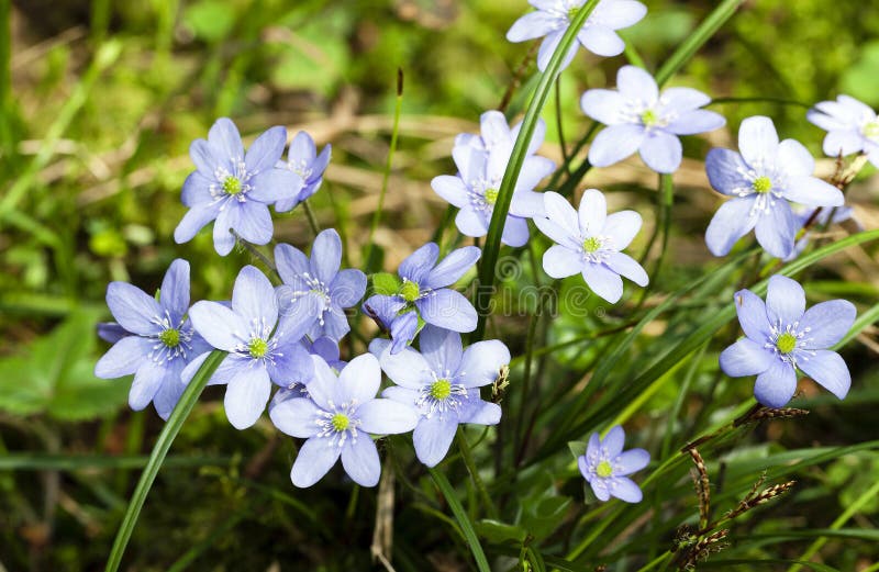 Blue spring flowers stock image. Image of lush, forest - 69642395