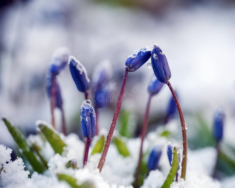 Blue Spring Flowers in the Snow Stock Image - Image of cold, flowers ...