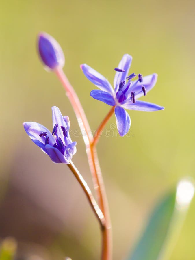 Blue spring flowers stock photo. Image of flora, botany - 64079728