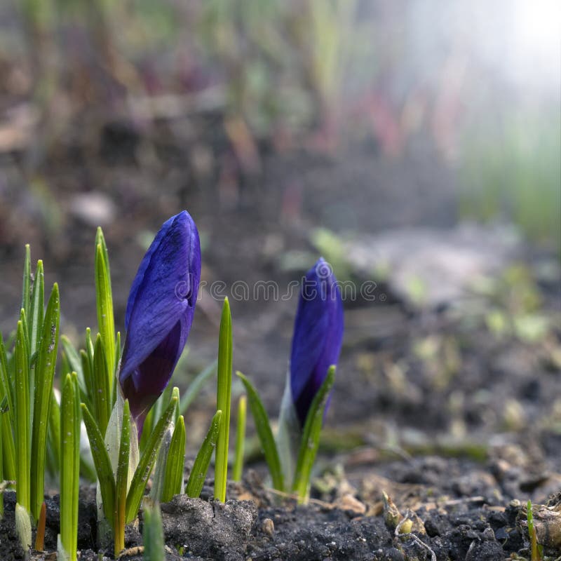 Blue Spring Flowers on a Sunny Day Stock Photo - Image of spring ...
