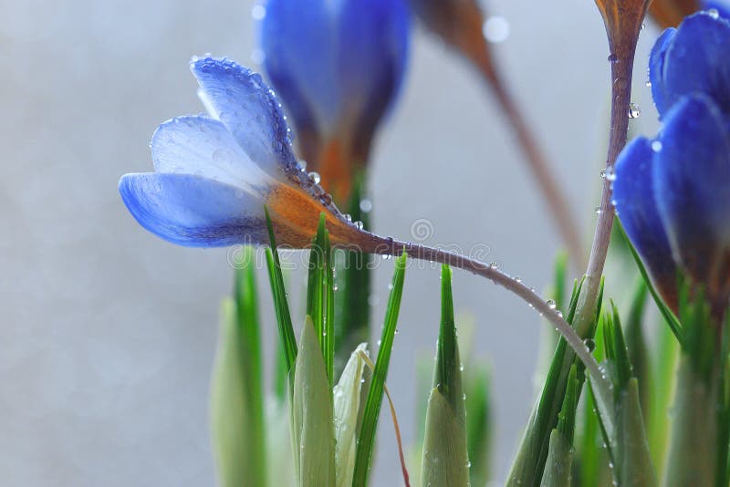 Blue spring flowers stock photo. Image of garden, allergy - 59667576