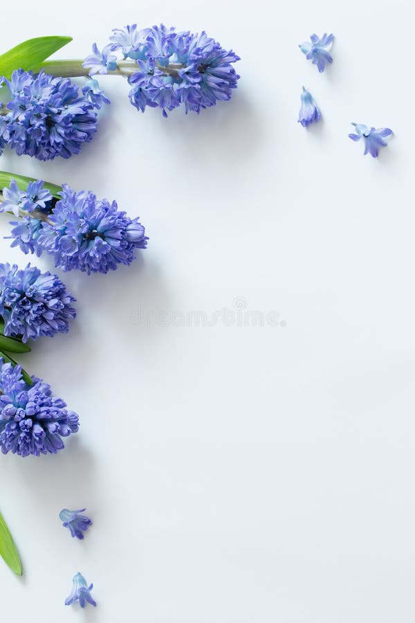 Blue Spring Flowers on White Background Stock Photo - Image of ...