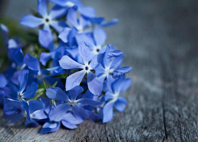 Blue spring flowers stock photo. Image of focus, ground - 30554210