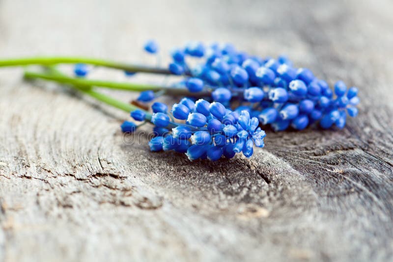 Blue spring flowers stock image. Image of forest, gardening - 30554341