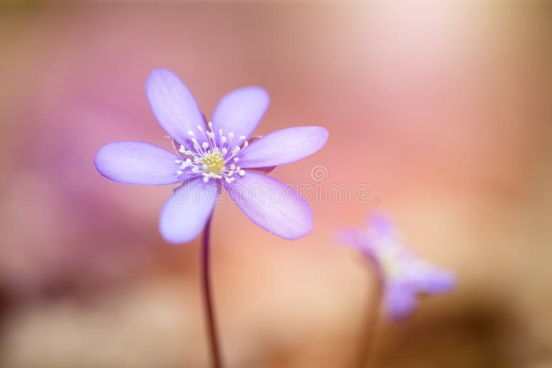 Blue Spring Flowers in the Woods Stock Photo - Image of detail, petal ...