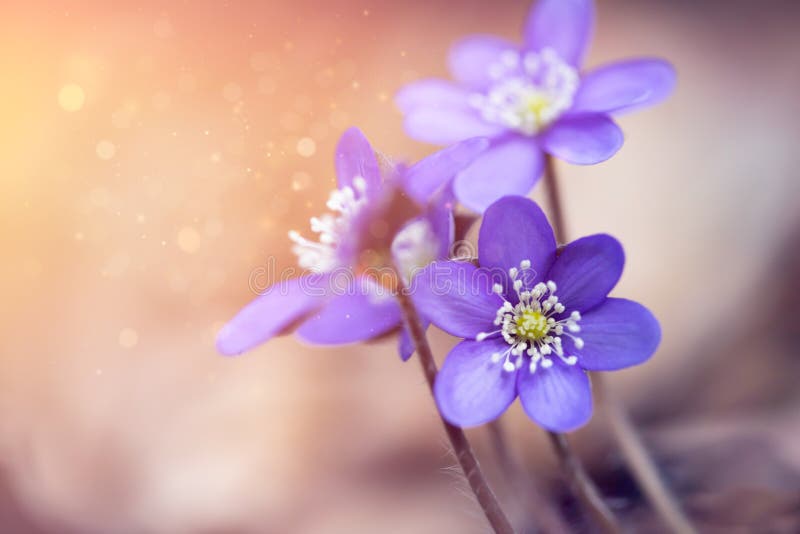 Blue Spring Flowers in the Woods Stock Photo - Image of hepatica ...