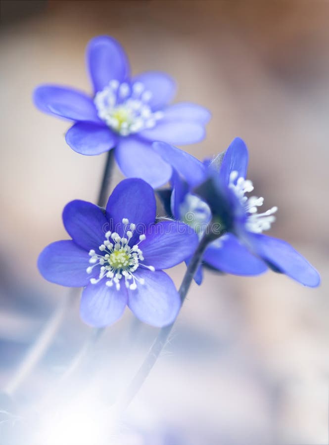 Blue Spring Flowers in the Woods Stock Image - Image of card, anemone ...