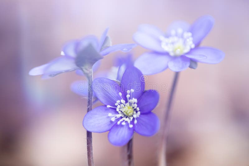 Blue Spring Flowers in the Woods Stock Photo - Image of liverwort, leaf ...