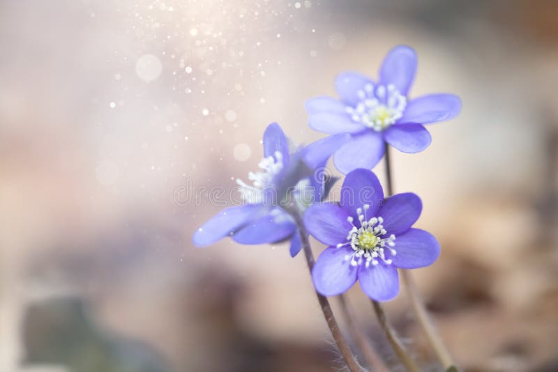 Blue Spring Flowers in the Woods Stock Image - Image of bunch, blooming ...