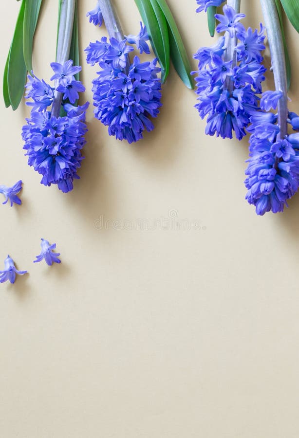 Blue Spring Flowers on Yellow Background Stock Image - Image of mockup ...