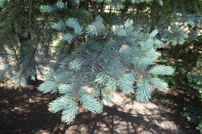 Blue Spring Foliage of Colorado Spruce Stock Photo - Image of leafage ...