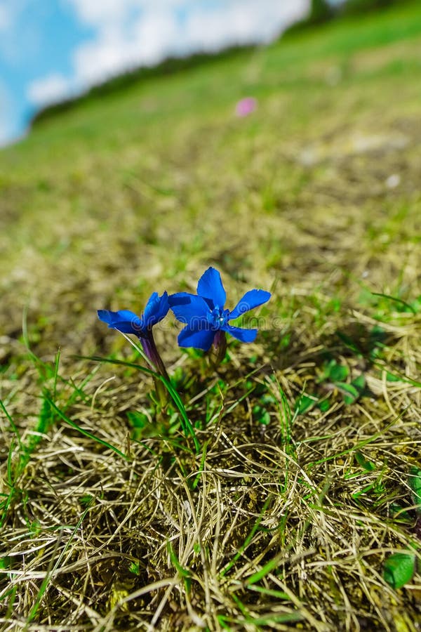 Blue Spring Gentian Flower on a Field Stock Photo - Image of bloom ...