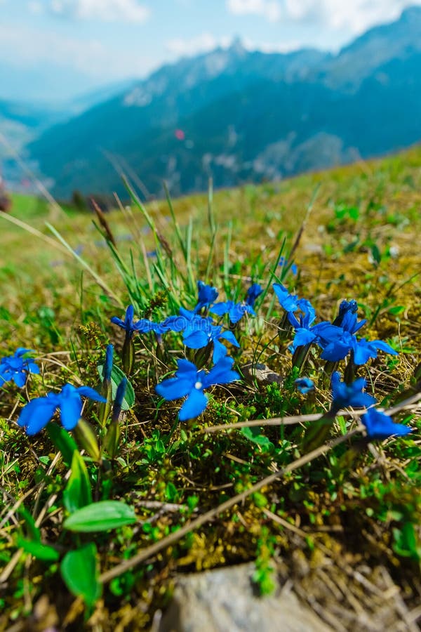 Blue Spring Gentian Flower Growing in a Mountain Landscape Stock Photo ...