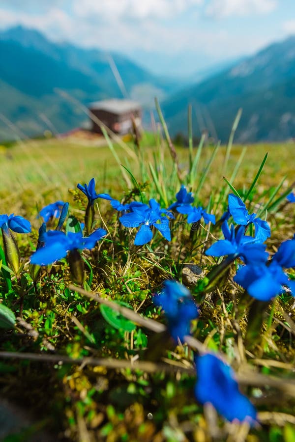 Blue Spring Gentian Flower Growing in the Swiss Mountains Stock Photo ...