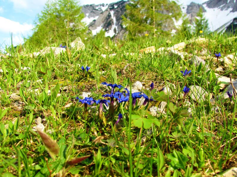 Blue Spring Gentian (Gentiana Verna) Stock Image - Image of botany ...