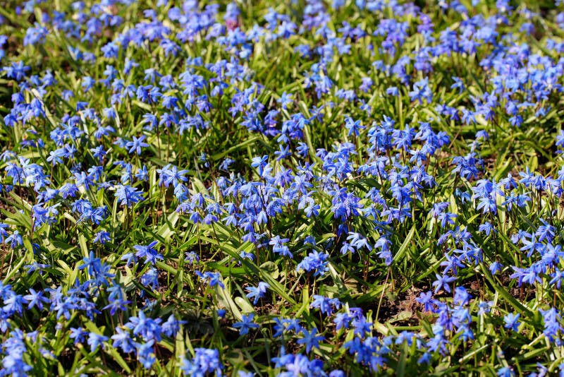 Blue spring stock image. Image of leaf, flowers, green - 51310463