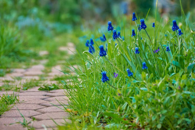 Blue Spring Muscari Flowers Growing Garden Stone Pathway Stock Photos ...