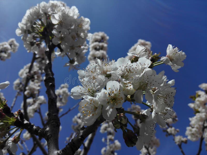 Blue Spring editorial photo. Image of detail, cyan, abstract - 28753721