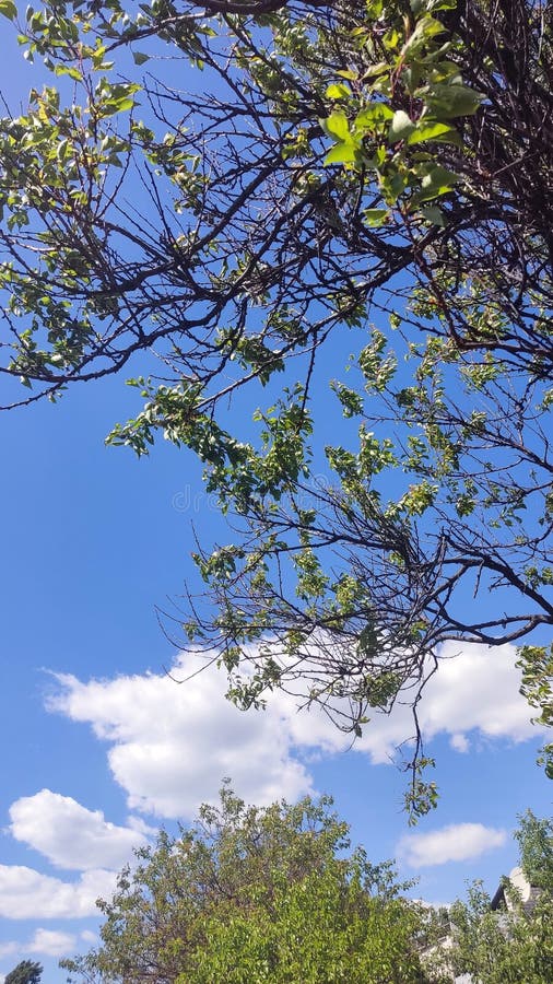 Blue Spring Sky and Sun, Clouds, through Tree Branches with Green ...