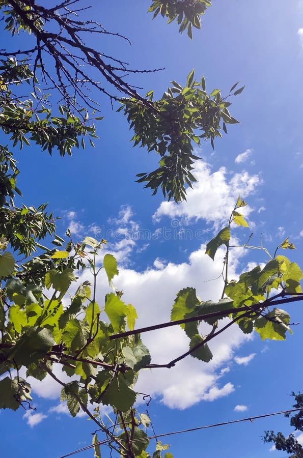 Blue Spring Sky and Sun, Clouds, through Tree Branches with Green ...