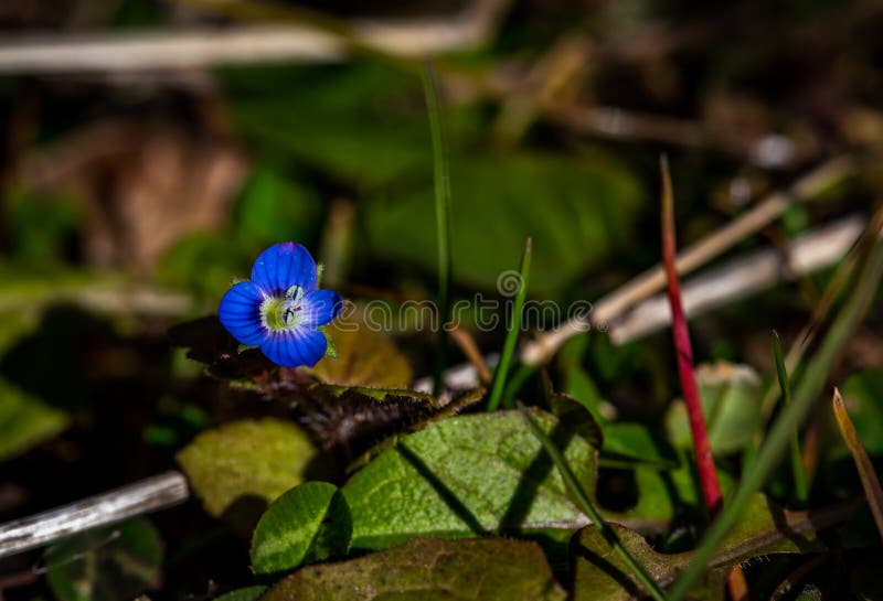 Blue Spring Speedwell Flower Stock Photo - Image of bright, flower ...