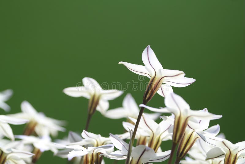 Blue Spring Star Flower Field Stock Photo - Image of clear, ornamental ...