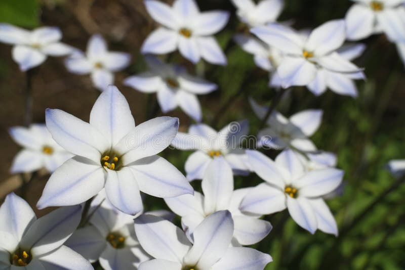 Blue Spring Star Flower Field #2 Stock Image - Image of natural, season ...
