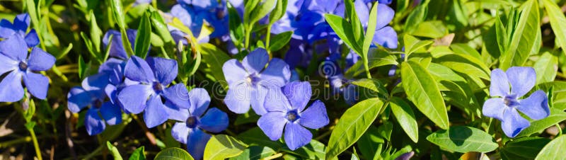Blue Spring Summer Flowers and Green Leaves Banner Stock Photo - Image ...