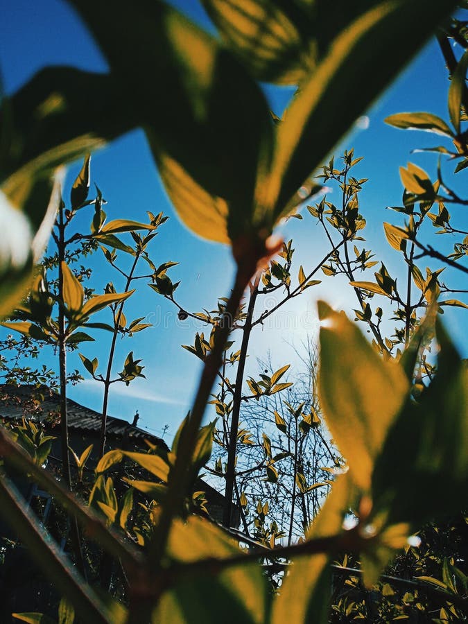 Blue Spring Summer Sunshine Flower Stock Photo - Image of flower ...