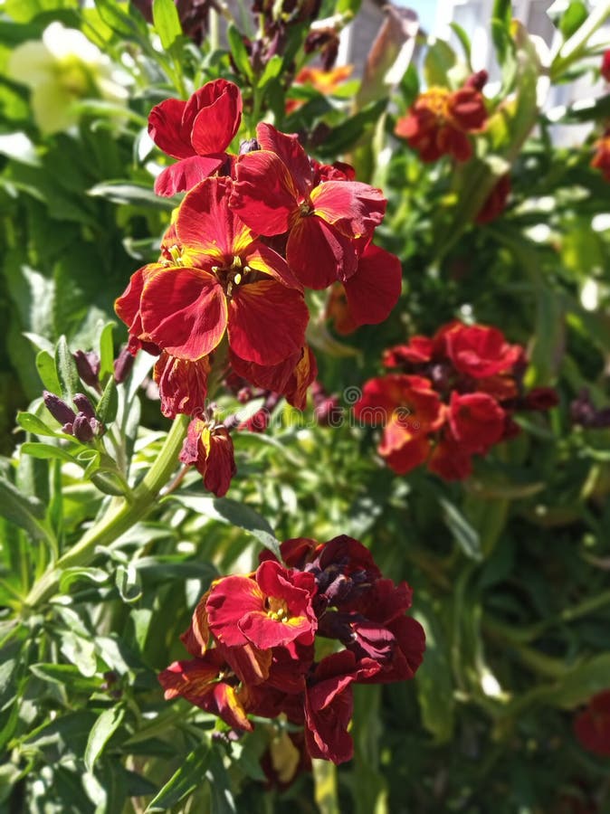 Blue Spring Summer Sunshine Flover Stock Photo - Image of flover, blue ...