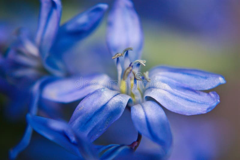 Blue Spring Time Flower As First Beauty of Nature Stock Photo - Image ...