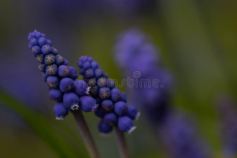 Blue Springflowers in a Field of Grass Stock Image - Image of blue ...