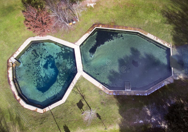 Flores De Blue Springs (Muscari) En Un Crisol Foto de archivo - Imagen ...