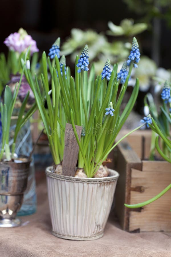 Blue Springs Flowers (Muscari) in a Pot Stock Photo - Image of ...
