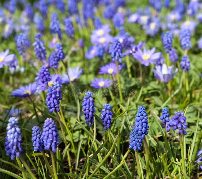 Blue springtime stock photo. Image of garden, focus, blues - 18629252